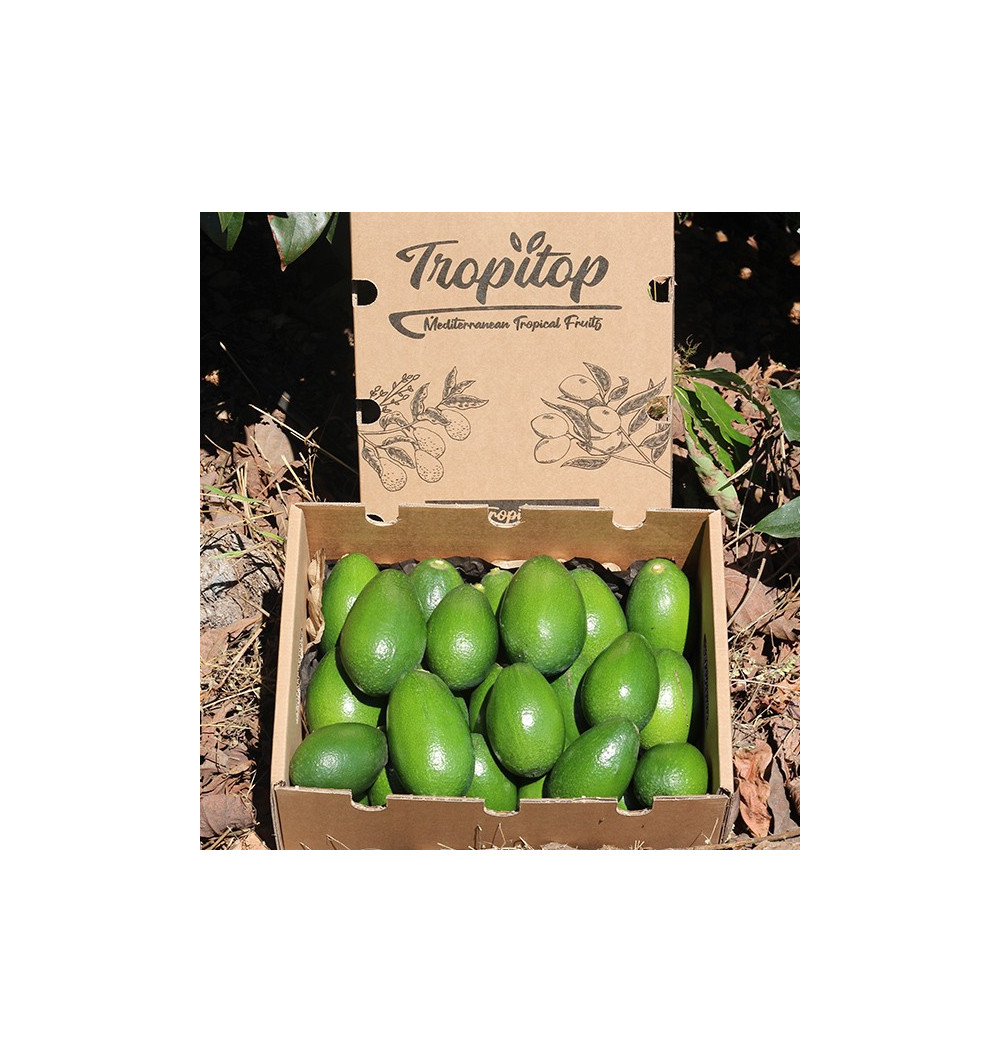 Buy Smooth Skin Avocados| Buy online directly from our fields