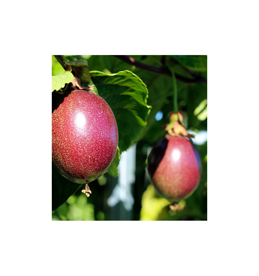 Buy Passion Fruit Online