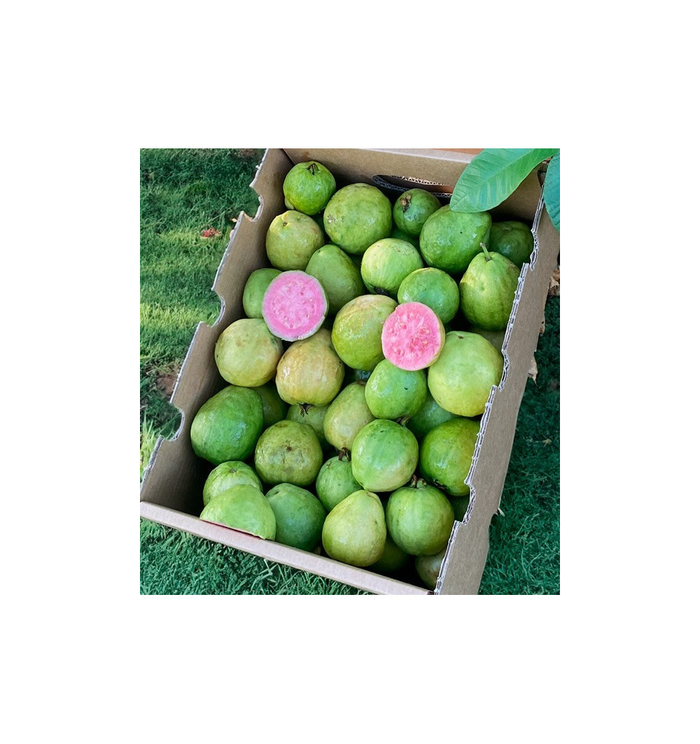 Comprar Guayaba Fresca Online | Guayaba de España