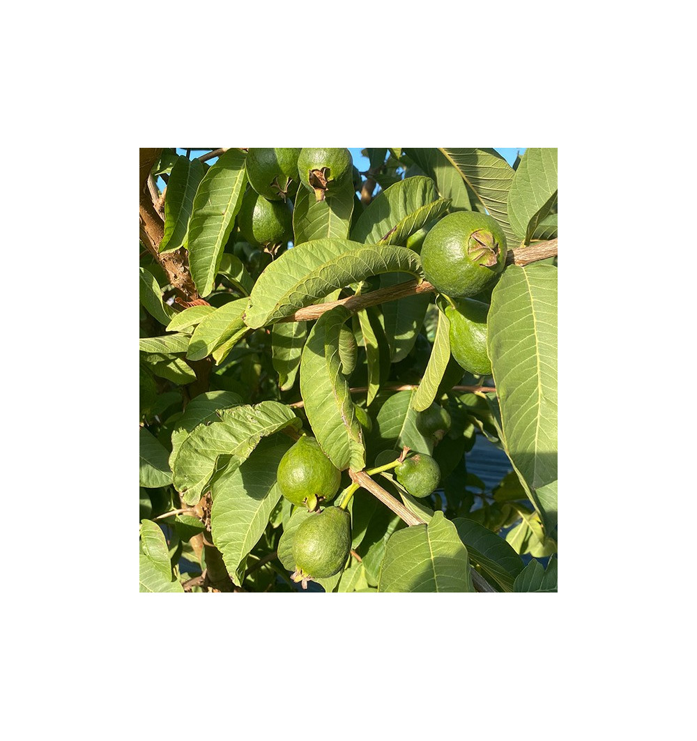Comprar Guayaba Fresca Online | Guayaba de España