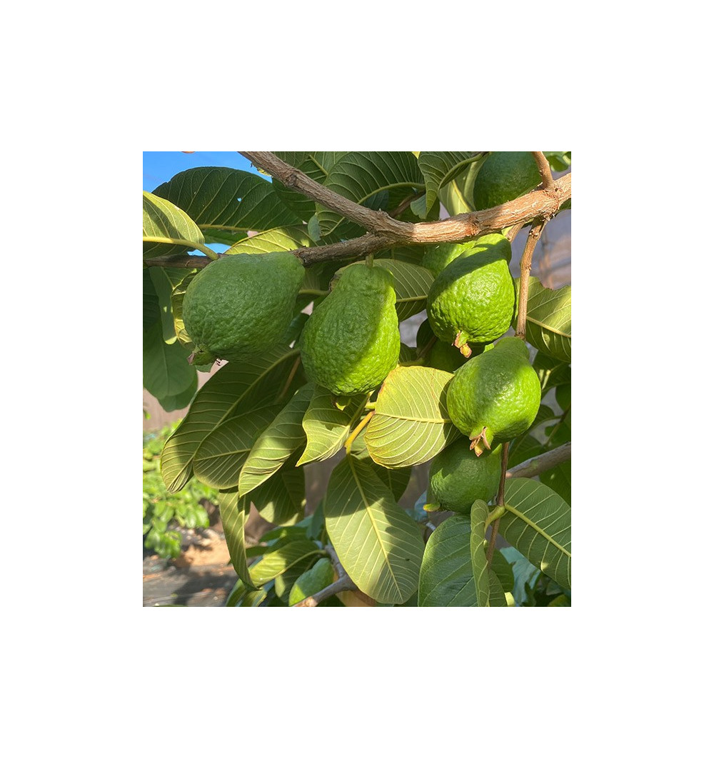 Comprar Goiaba Fresca Online | Goiaba da Espanha
