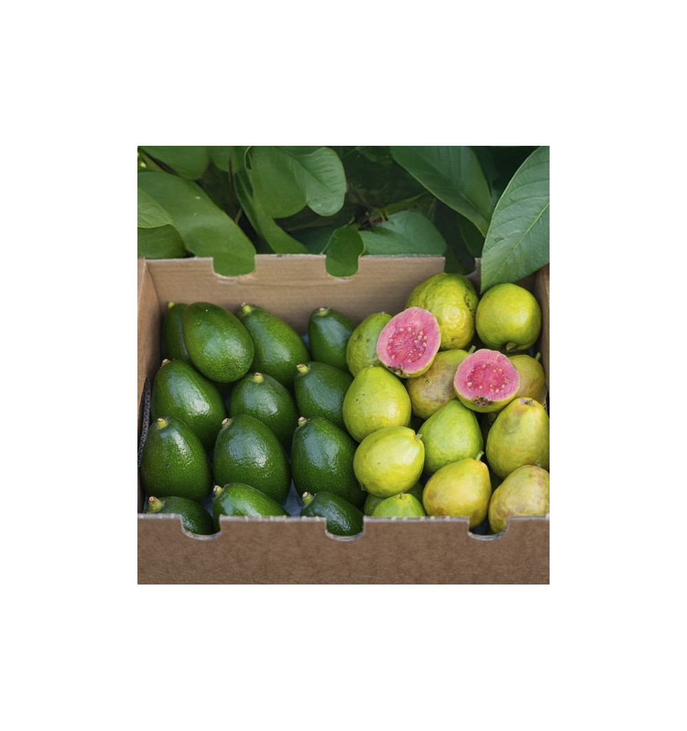 Comprar Guayaba Fresca Online | Guayaba de España