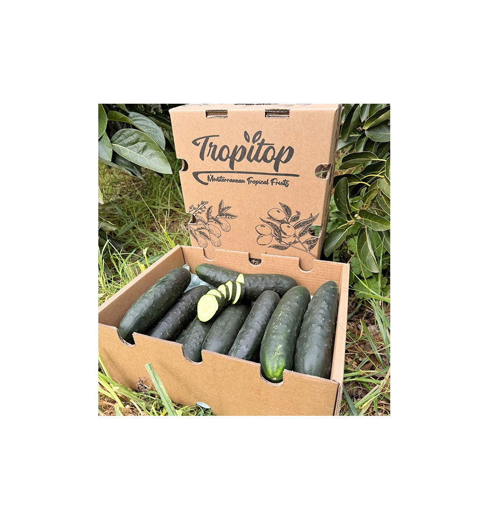 Acheter Concombre Court En Ligne chez Tropitop