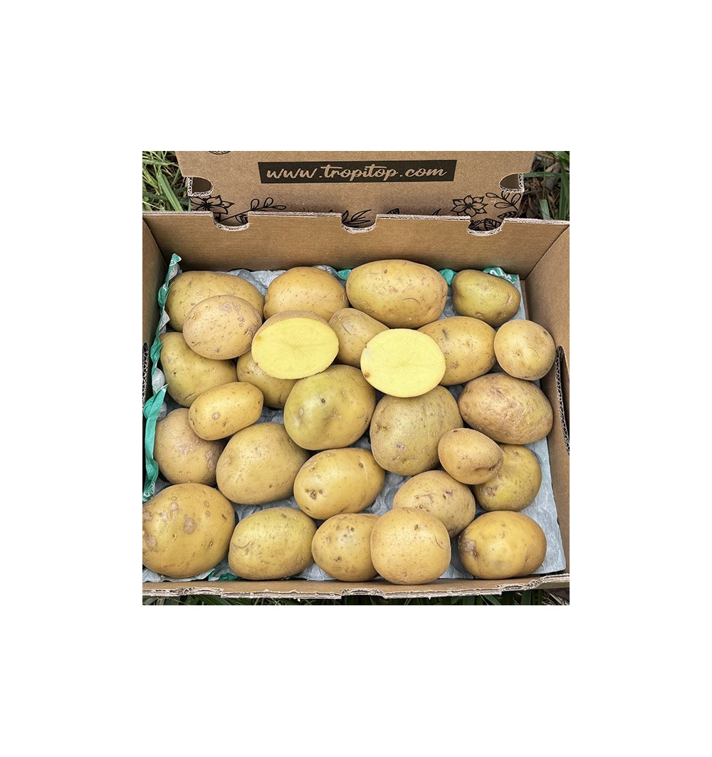 Buy New White Potatoes Online at Tropitop