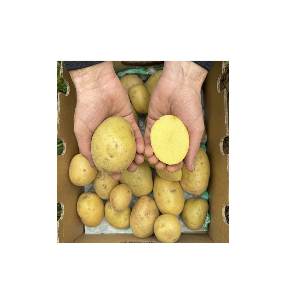 Buy New White Potatoes Online at Tropitop