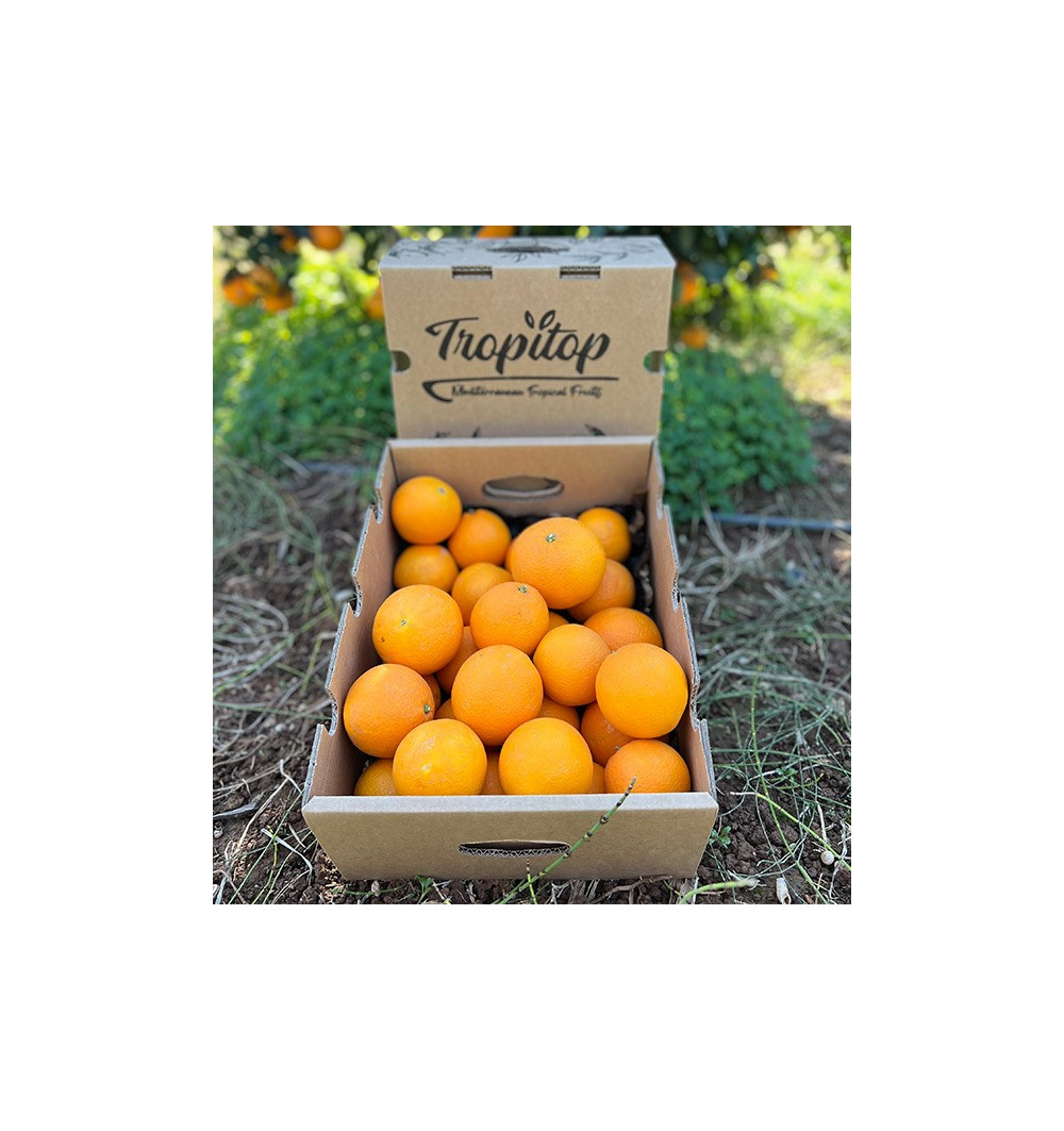 Buy oranges online | Valencian oranges