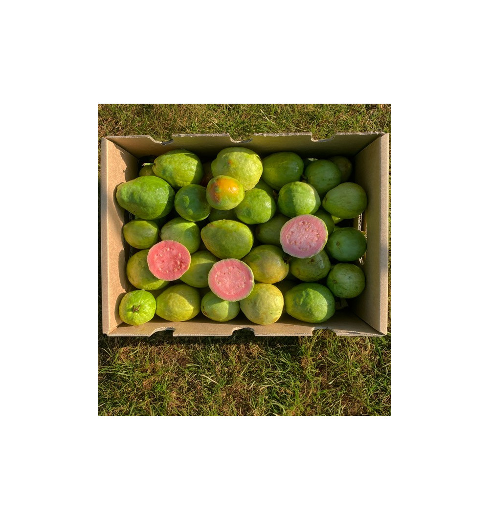 Buy Fresh Guava Online | Spanish Guava