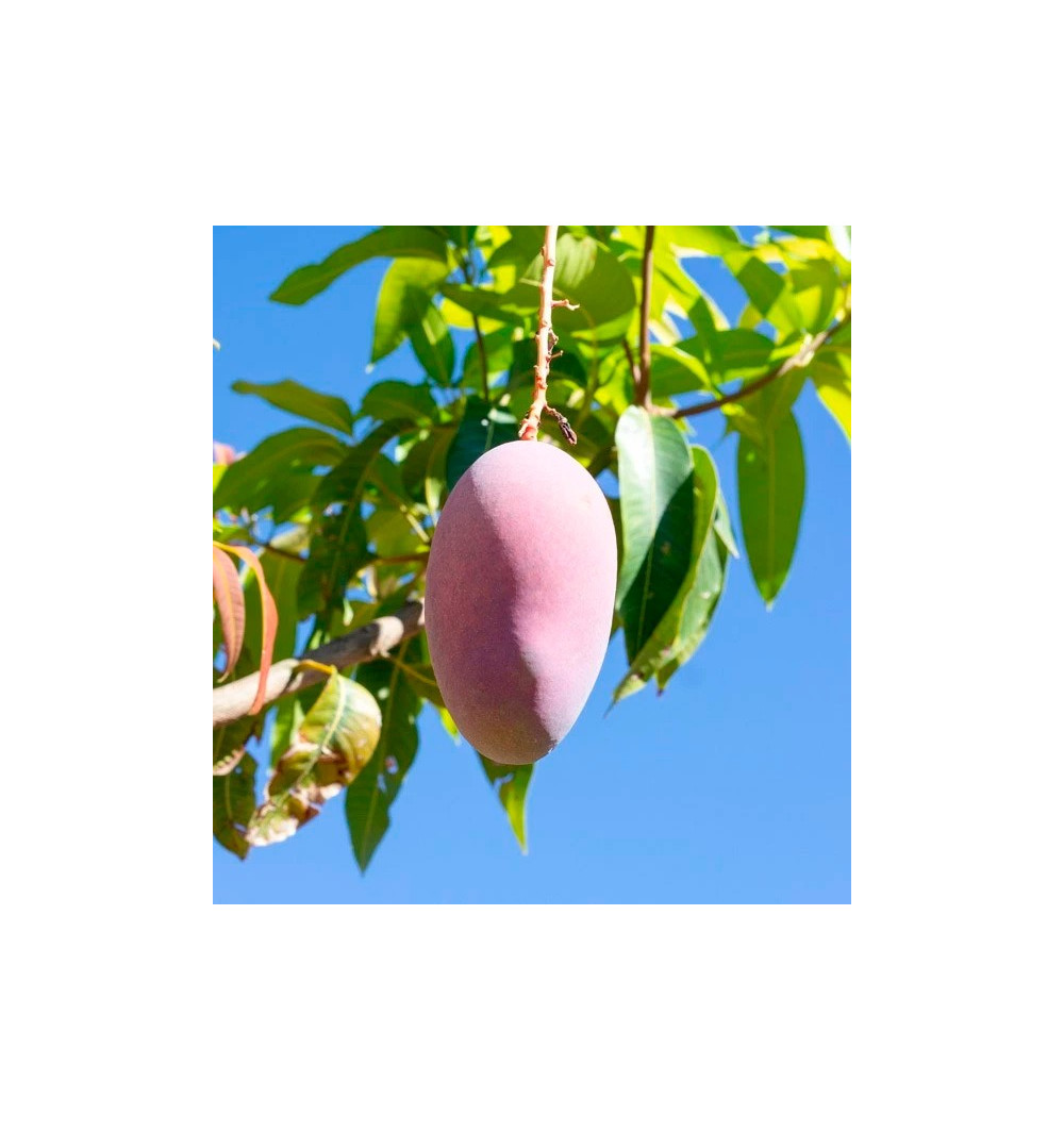 Buy Guavas and Mangos